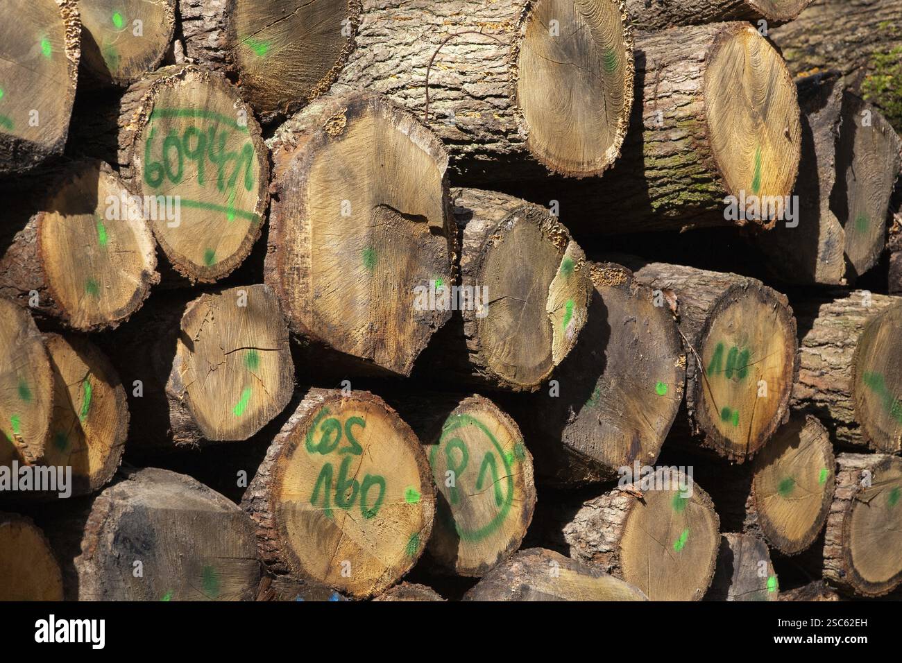 Labelled stacked tree trunks, wood storage yard, in yellow sunlight ...
