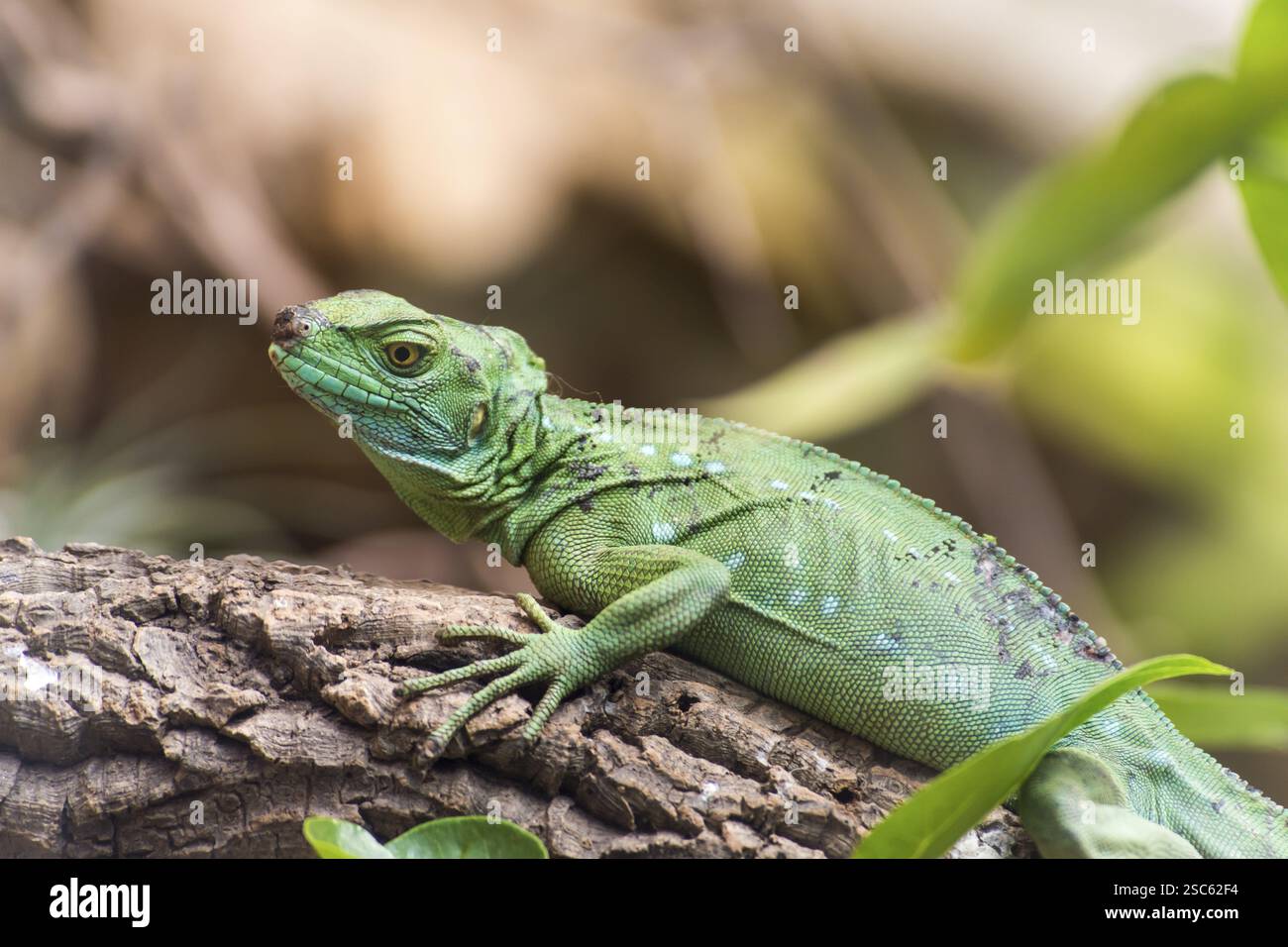 Pictures of lizards hi-res stock photography and images - Alamy