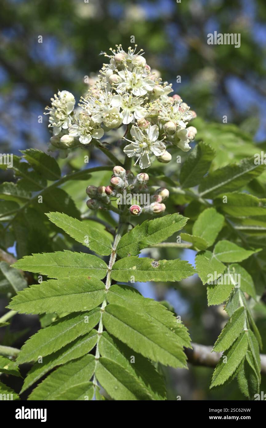 Speierling, flowering (Sorbus domestica), Lower Franconia, Bavaria ...