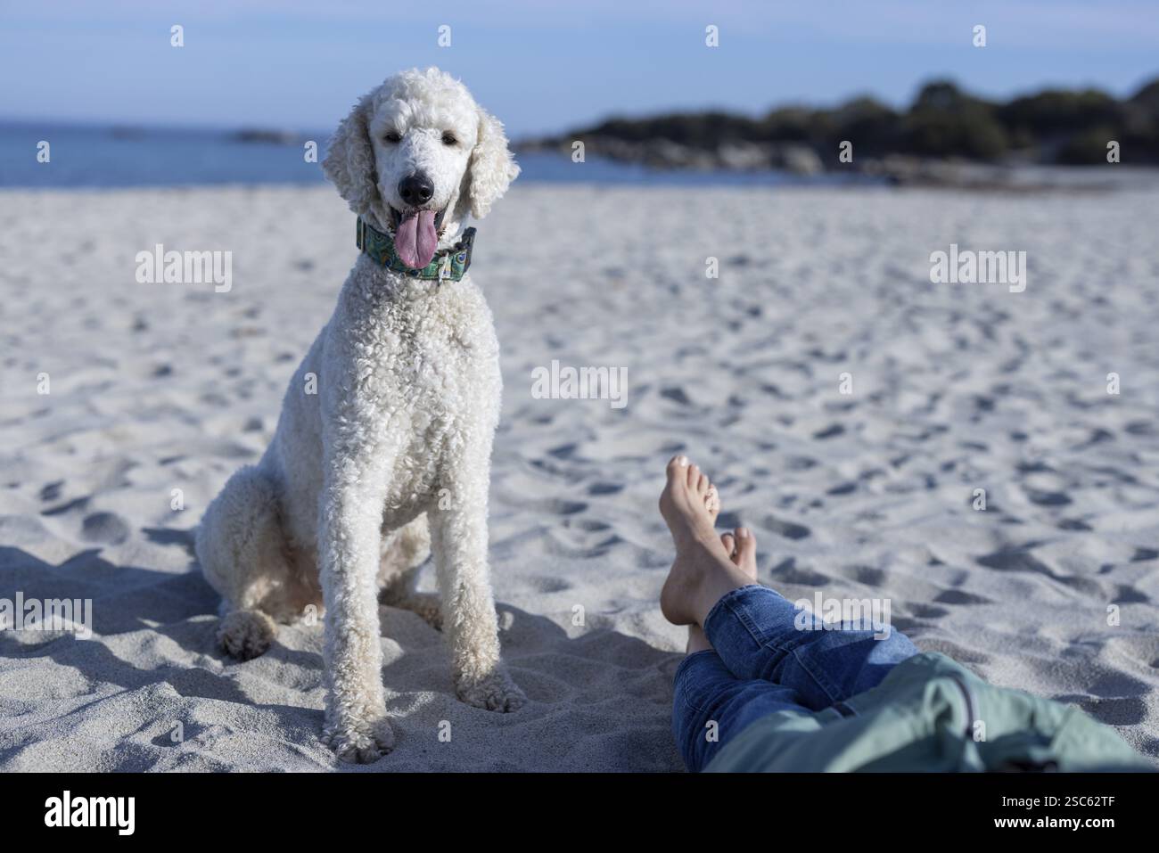 White dog, King Poodle, next to relaxed feet of a sunbathing woman on a ...