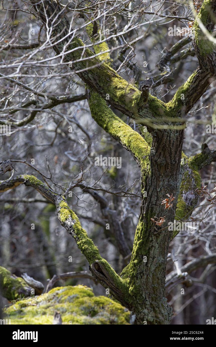 Dry oak (Quercus) tree in the forest, branches overgrown with moss ...