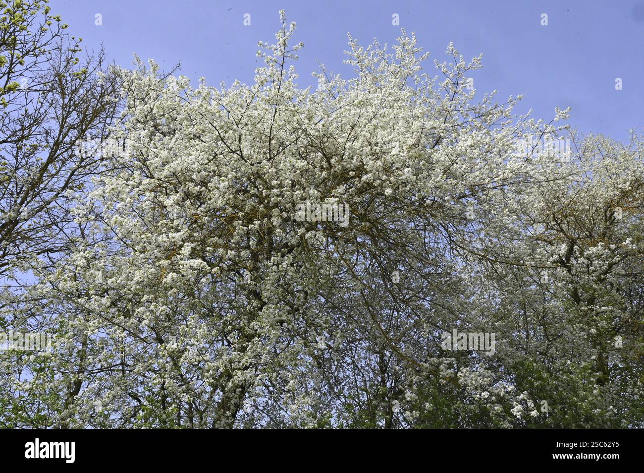 Stone cherry, rock cherry, sour cherry (Prunus mahaleb), Lower ...