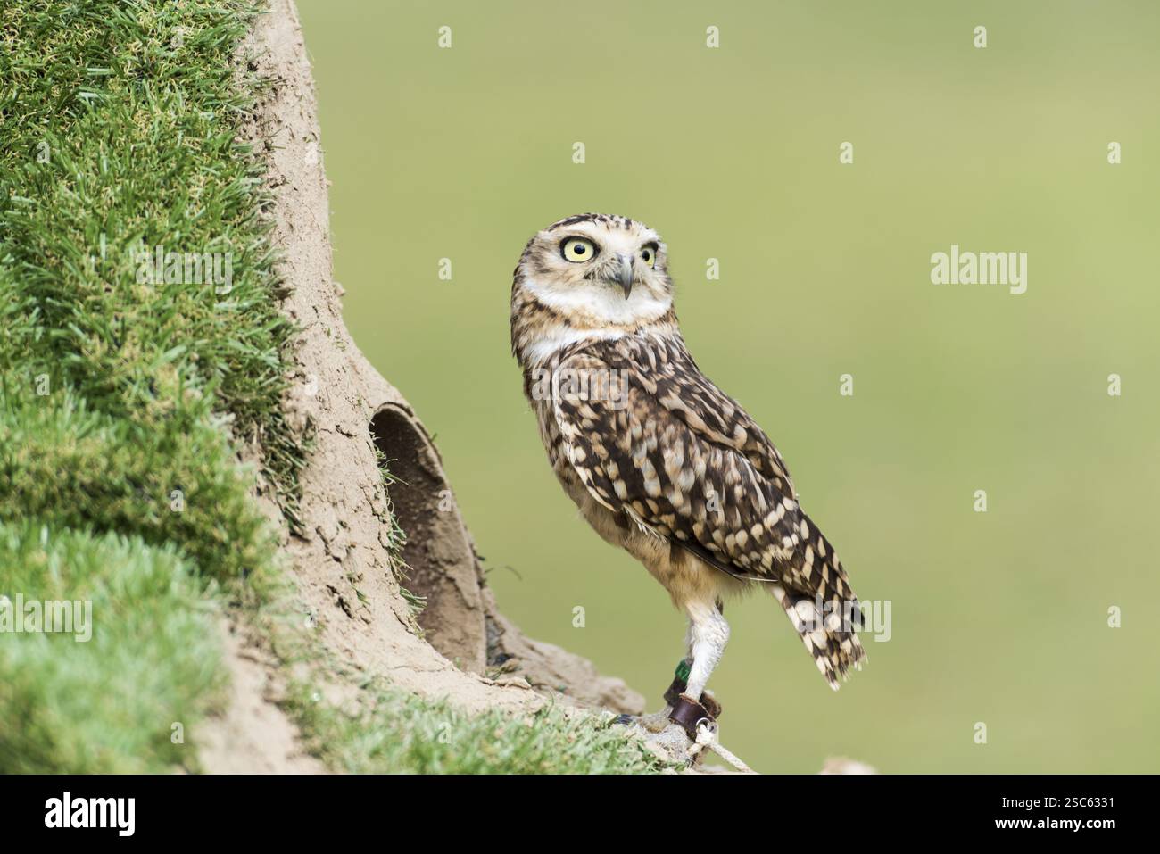 Beautiful owl with trees hi-res stock photography and images - Alamy