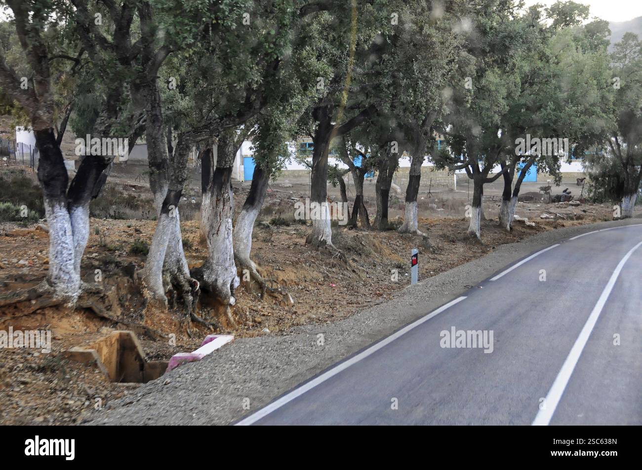 Chefchaouen, Rif Mountains, Morocco, Rural road lined with trees whose ...