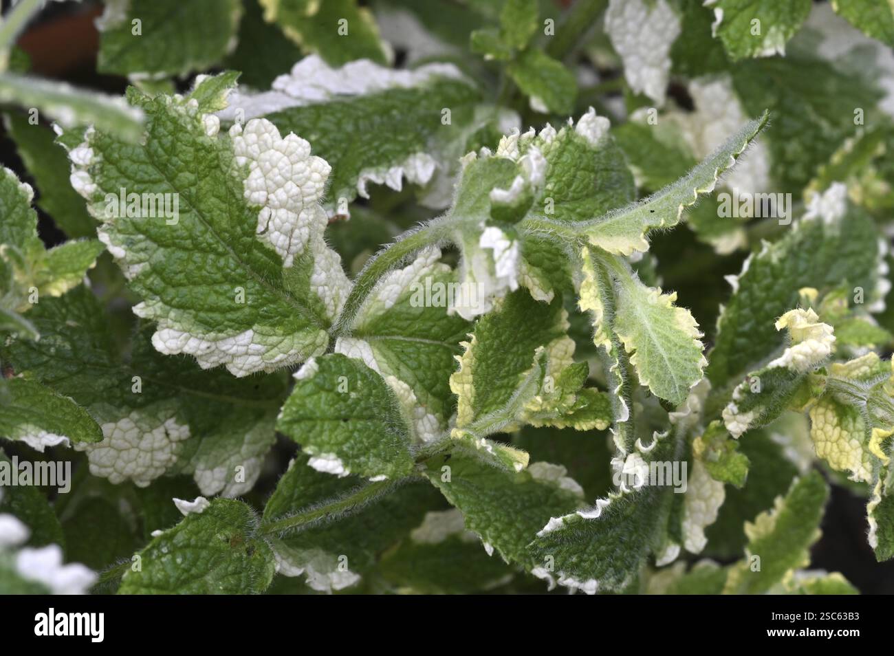 White-coloured pineapple mint (Mentha suaveolens) 'Variegata' Stock ...