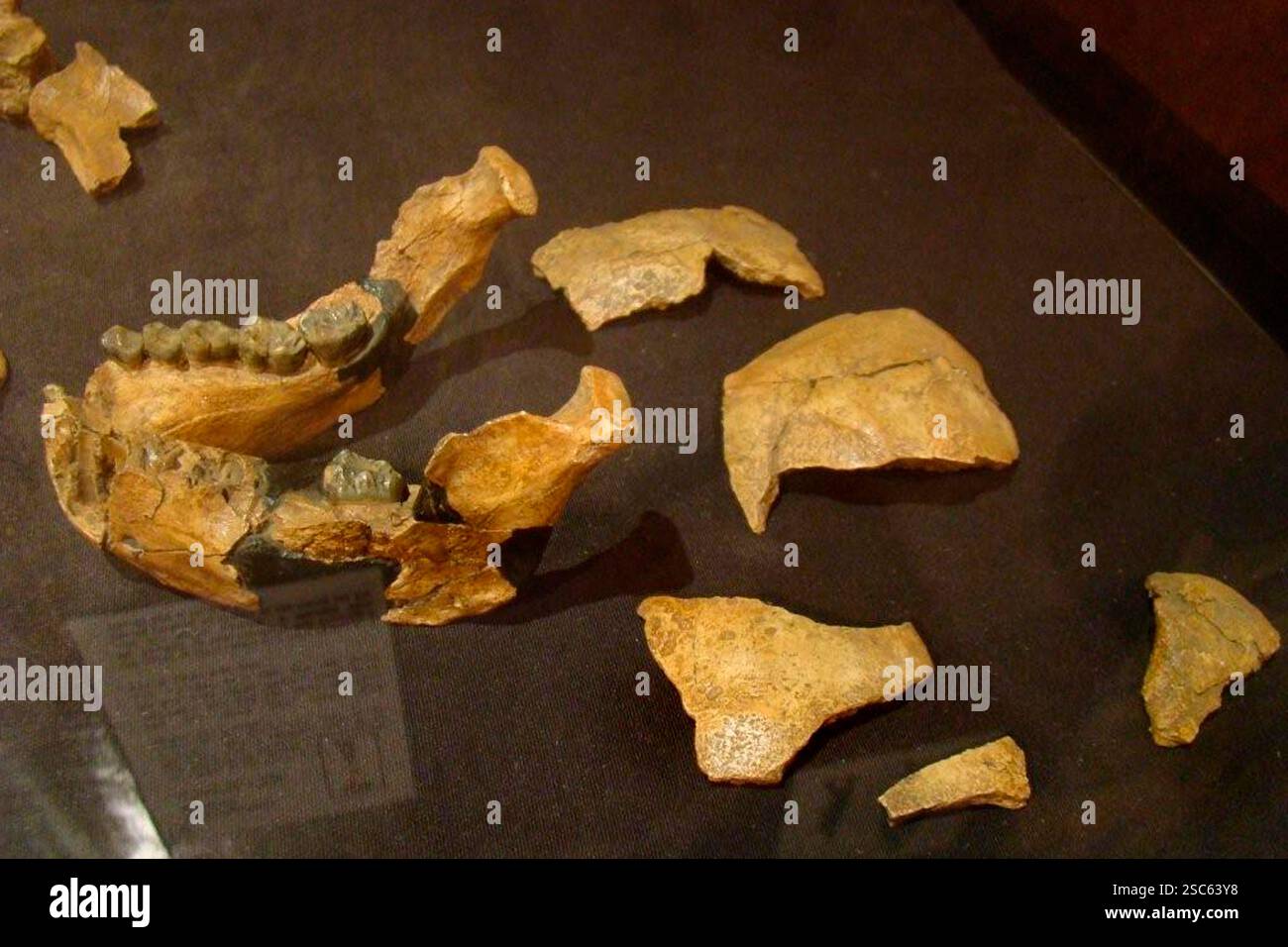 Ethiopian National Museum (Addis Ababa Stock Photo - Alamy