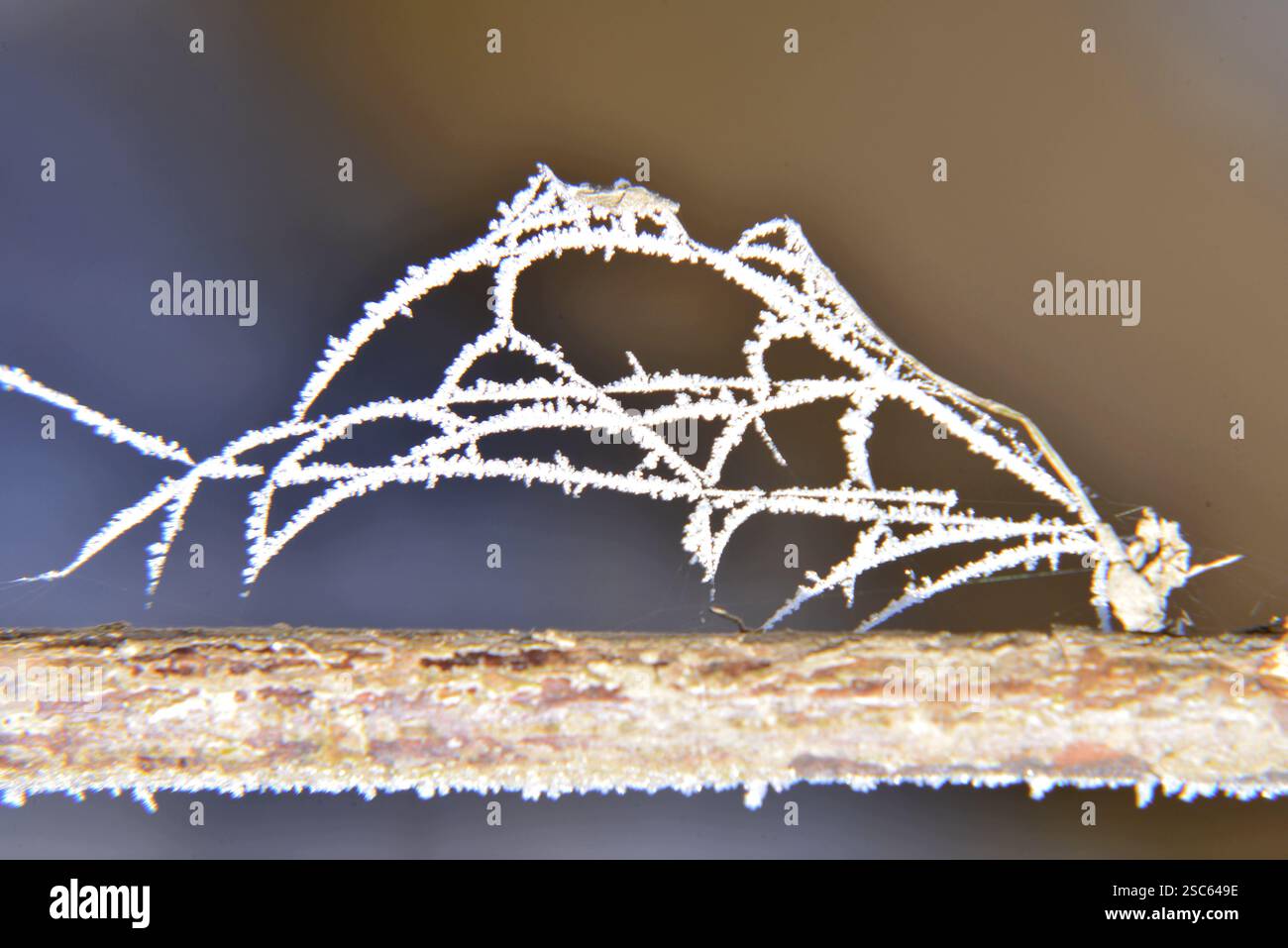 Frosted spider web in the shape of an insect Stock Photo - Alamy