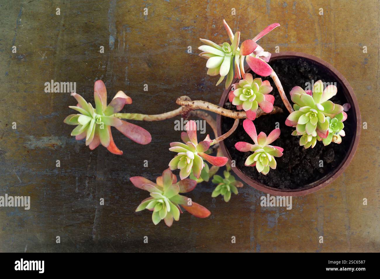 Sedum palmeri pot hi-res stock photography and images - Alamy
