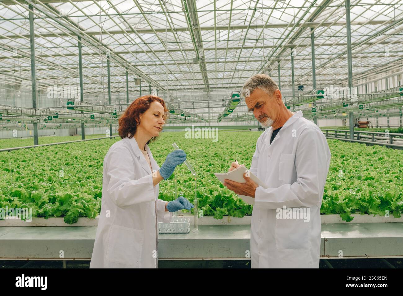 Lettuce plantation. Team of botanists takes tests in test tube of ...