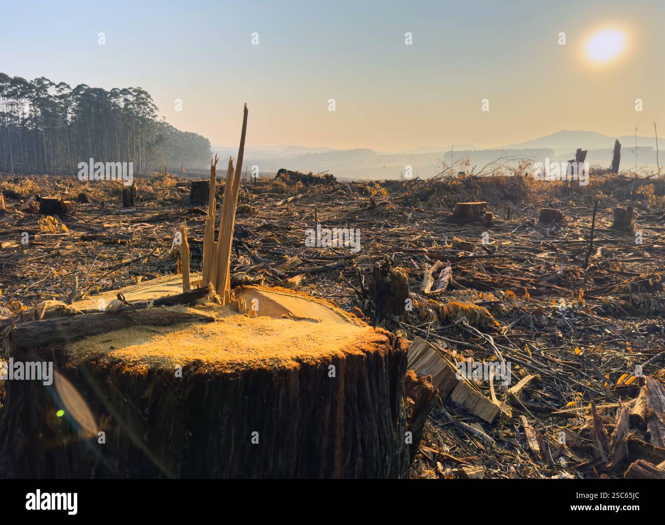 Deforestation in Africa. large tree stump closeup view in a barren ...