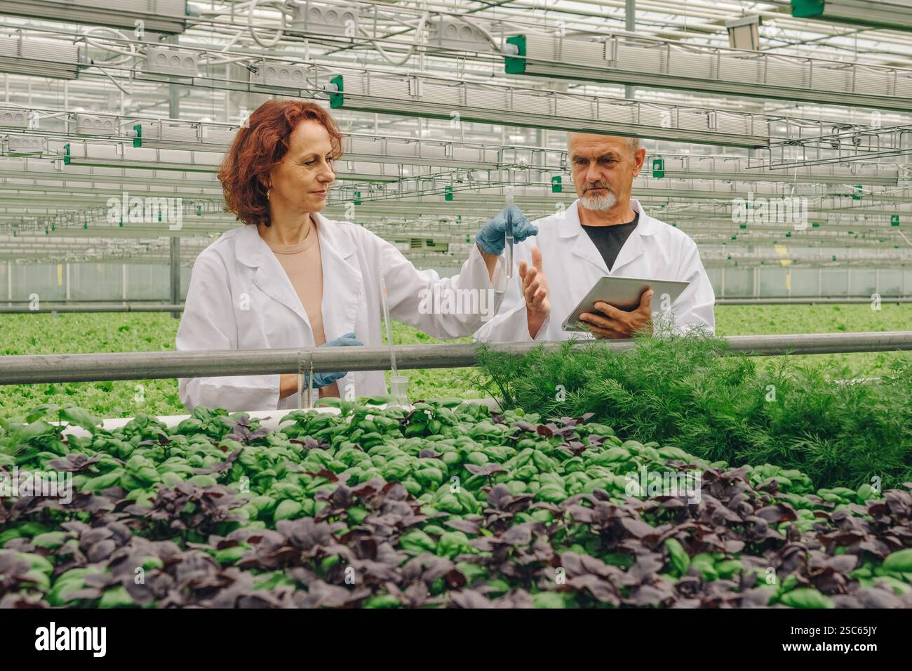 Growing basil, dill, lettuce in greenhouse. Laboratory workers, two ...