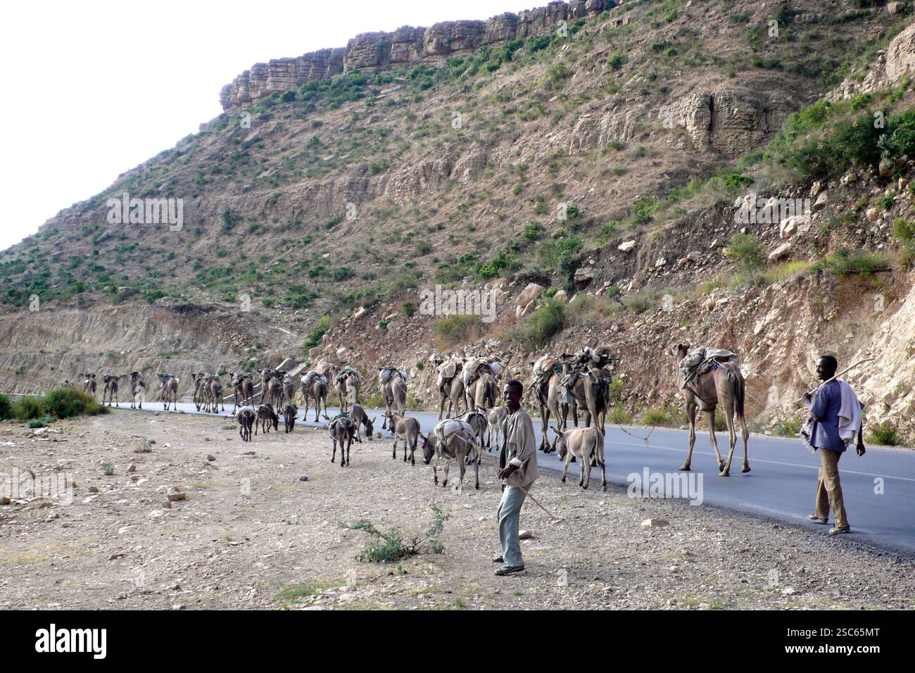 Caravan of Afar Dromedaries from Dancalia (Ethiopia Stock Photo - Alamy