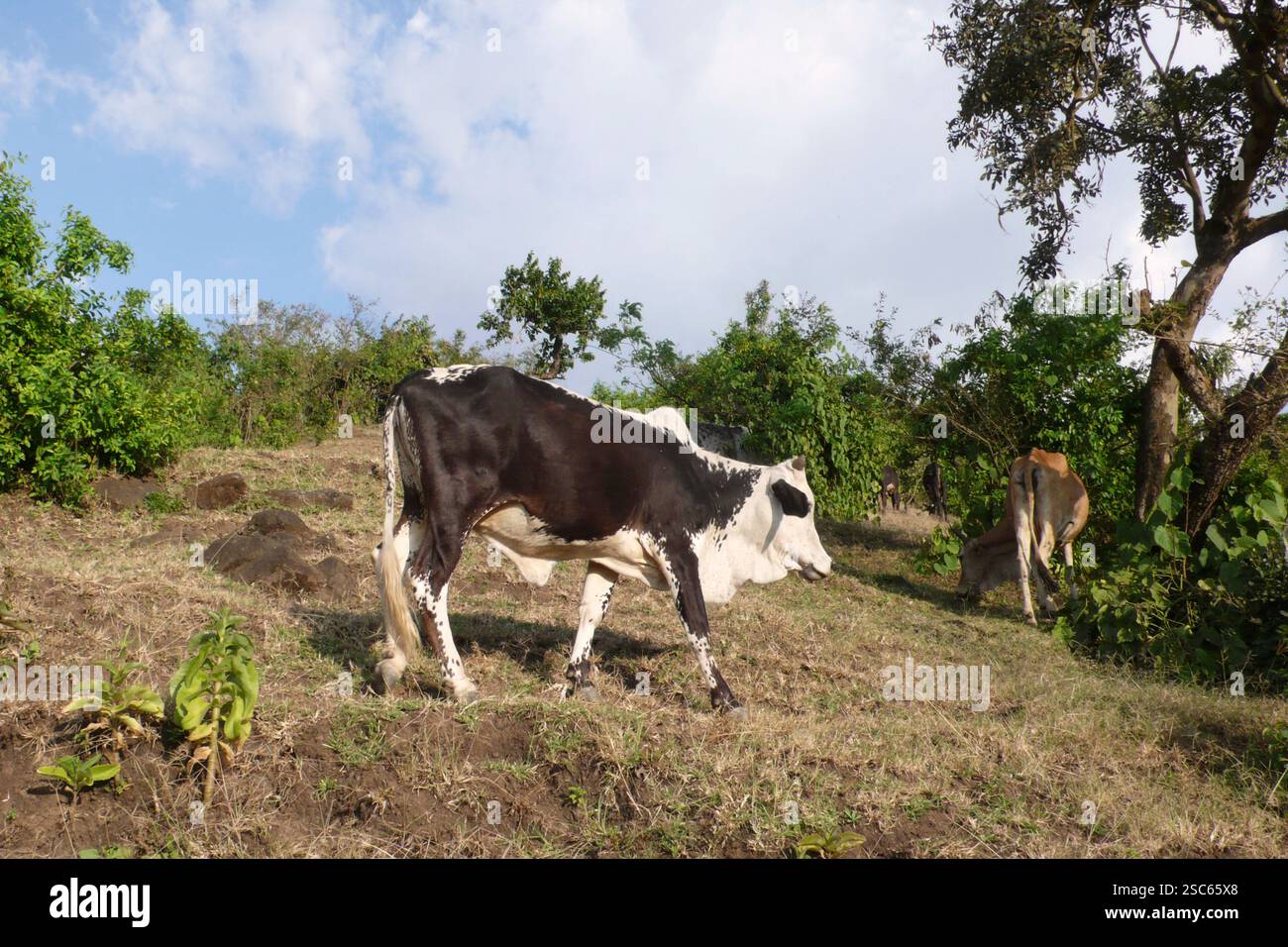 Mucca hi-res stock photography and images - Alamy