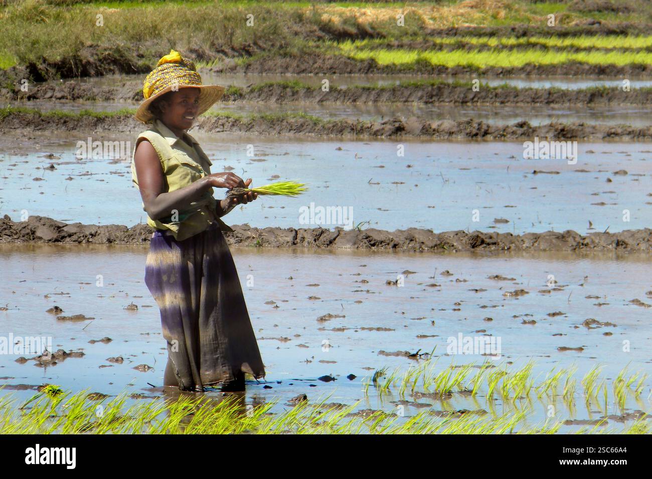 Rice field madagascar hi-res stock photography and images - Alamy