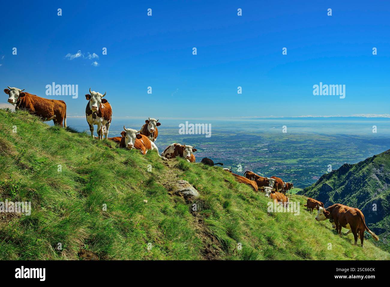 Cows grazing on mountain ridge with Italian lowlands in the background ...