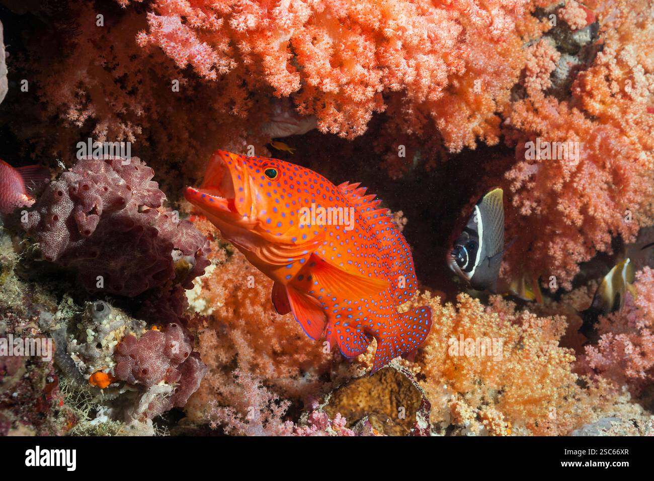 Jewel grouper, Cephalopholis miniata, North Male Atoll, Indian Ocean ...