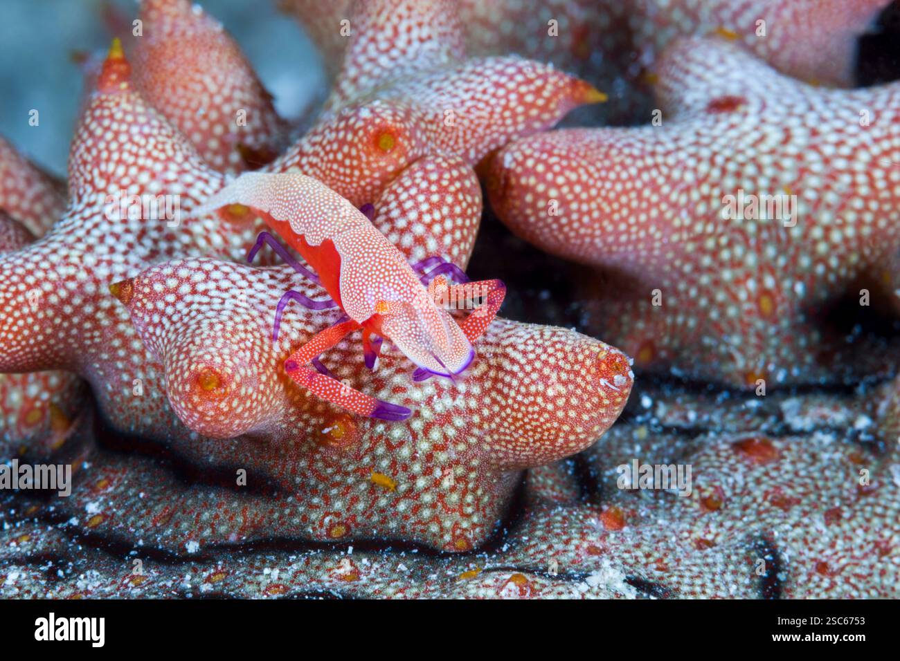 Emperor shrimp, Periclimenes imperator, Raja Ampat, West Papua ...