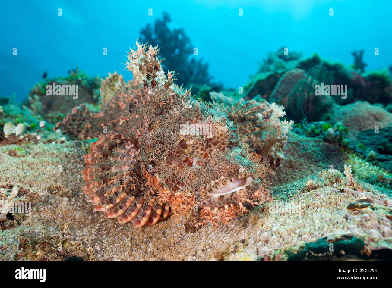 Bearded scorpionfish in the reef, Scorpaenopsis oxycephalus, Raja Ampat ...