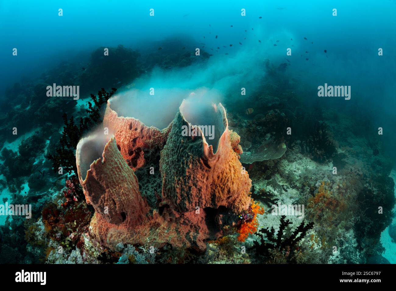 Sponge spawning, Raja Ampat, West Papua, Indonesia Stock Photo - Alamy