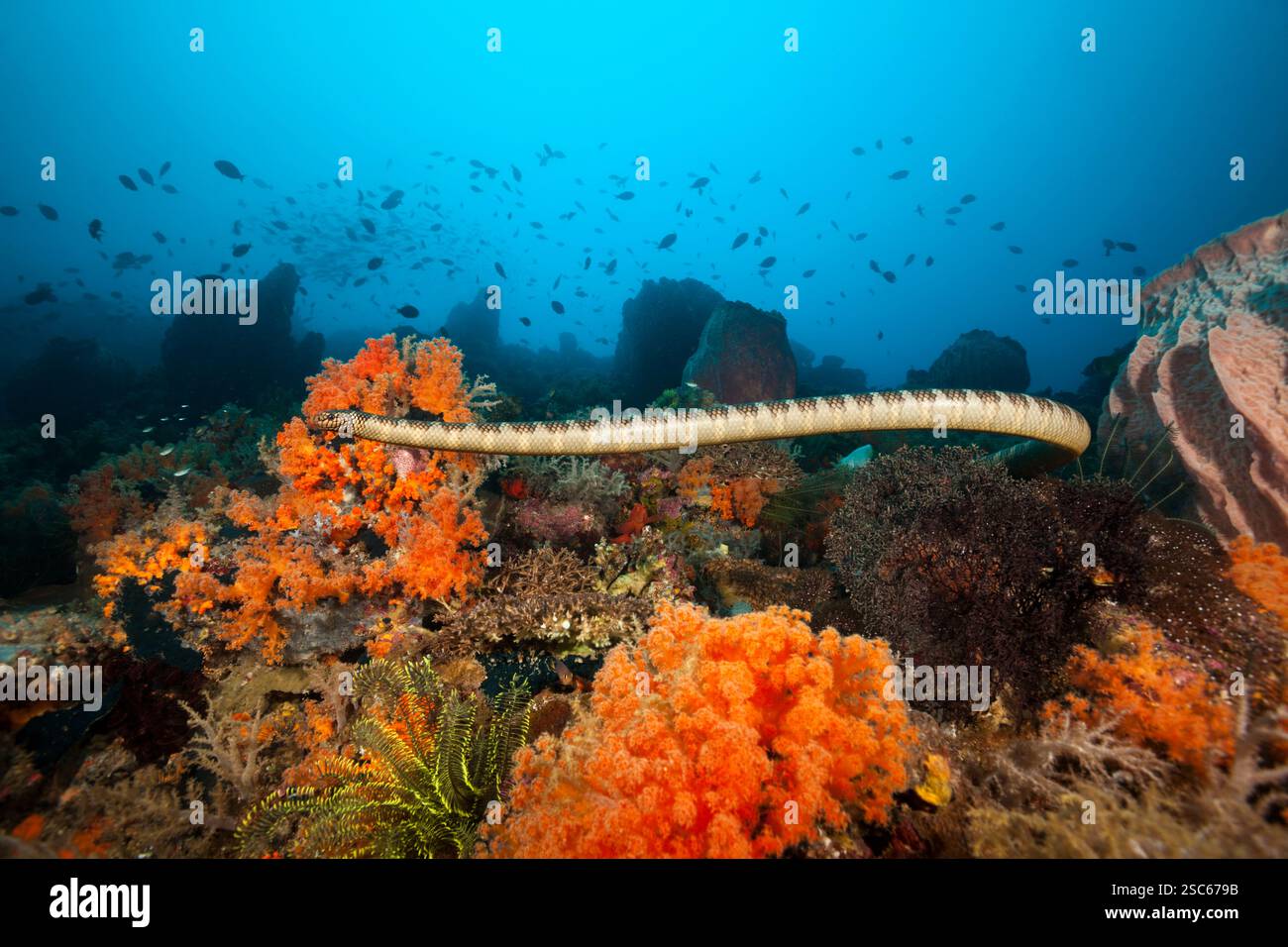 Flat-tailed sea snake, Laticauda semifasciata, Manuk Island, Banda Sea ...