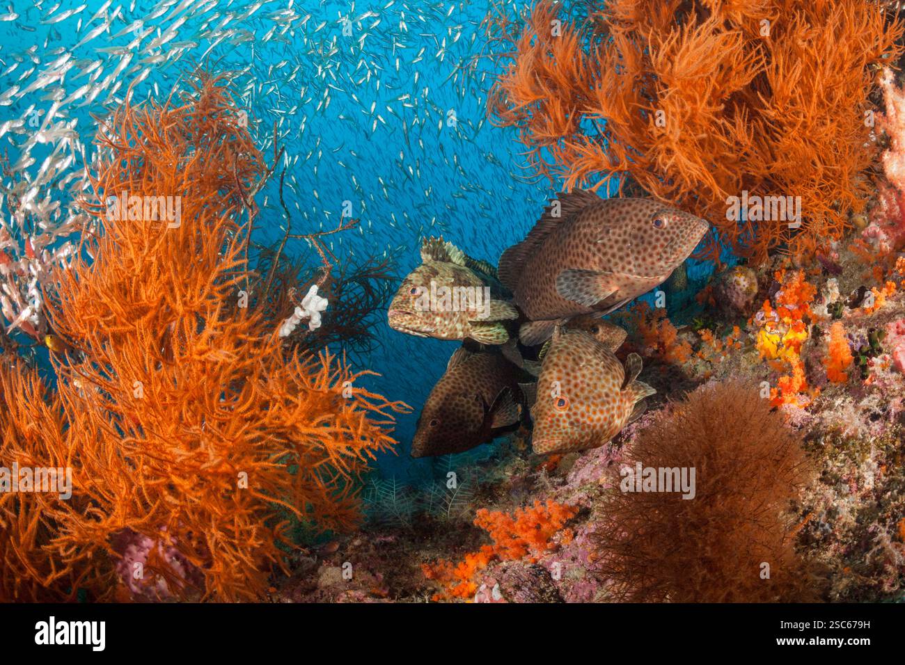 Groupers in the coral reef, Epinephelus sp., Raja Ampat, West Papua ...