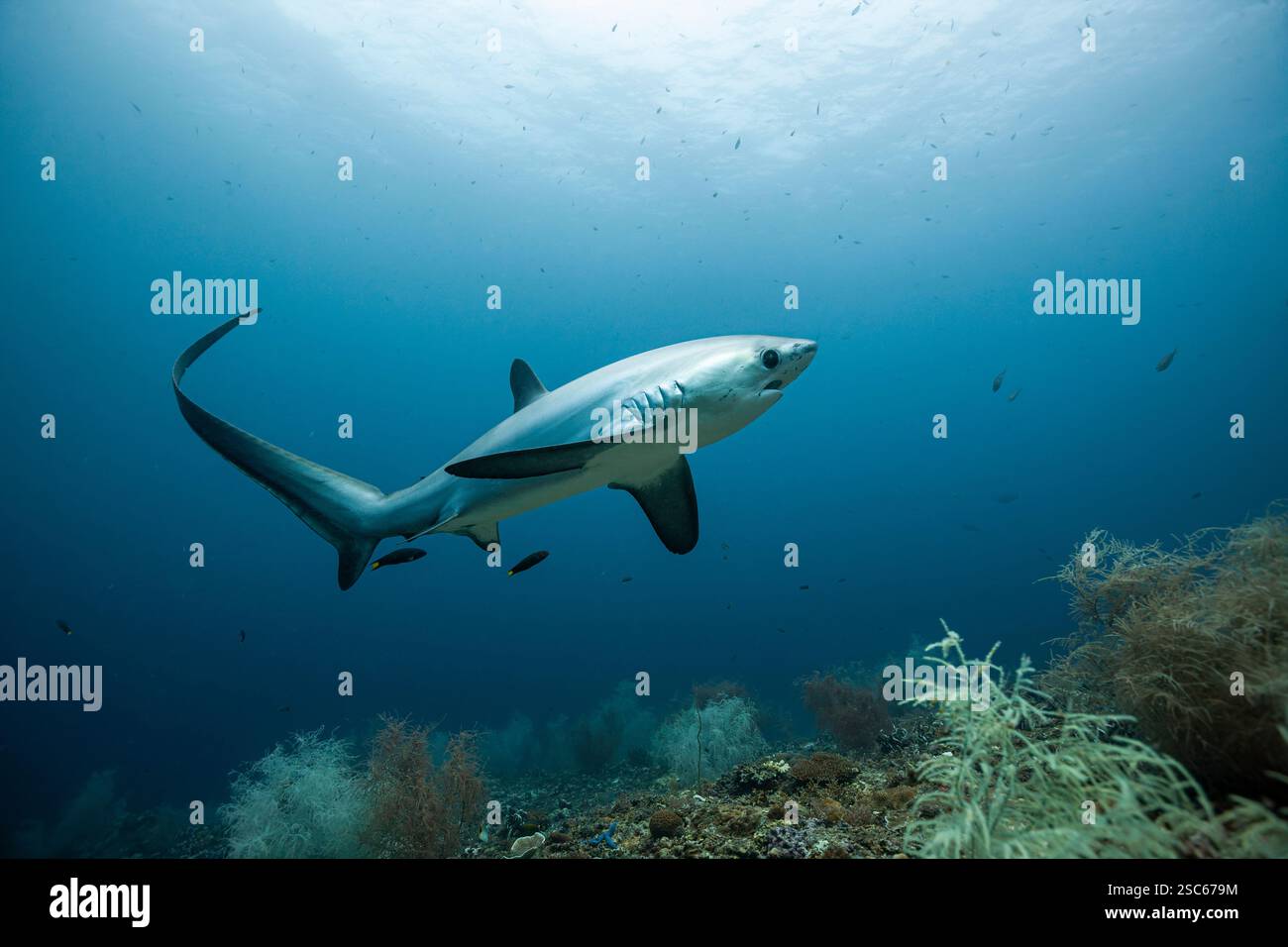 Pelagic thresher shark, Pacific thresher shark, Alopias pelagicus ...