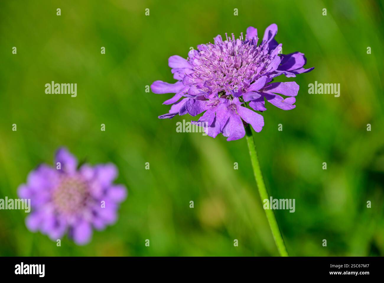 Purple flowering scabious, Scabiosa lucida, Lechtal Alps, Tyrol ...