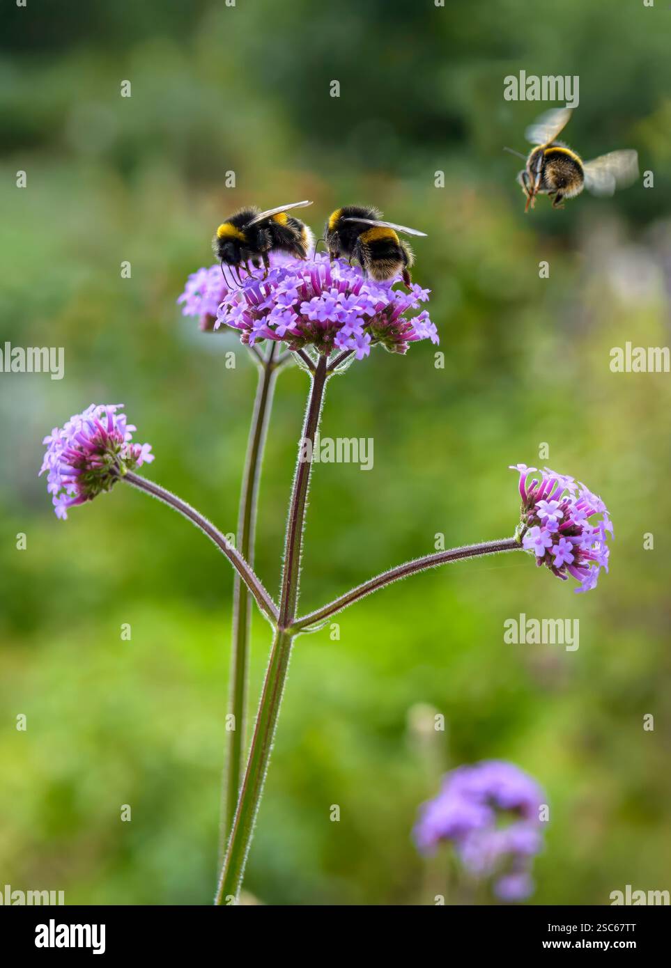 Bumblebees on flowers hi-res stock photography and images - Alamy