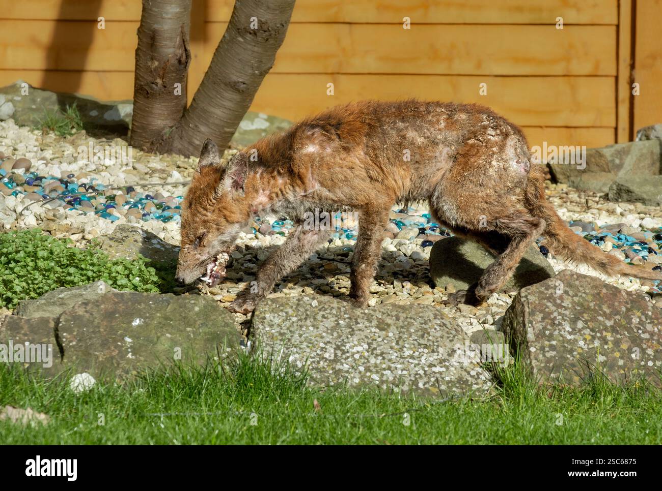 Fox mange hi-res stock photography and images - Alamy