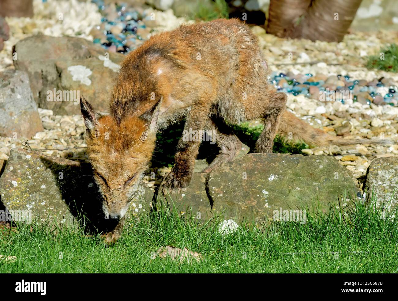 Fox mange hi-res stock photography and images - Alamy