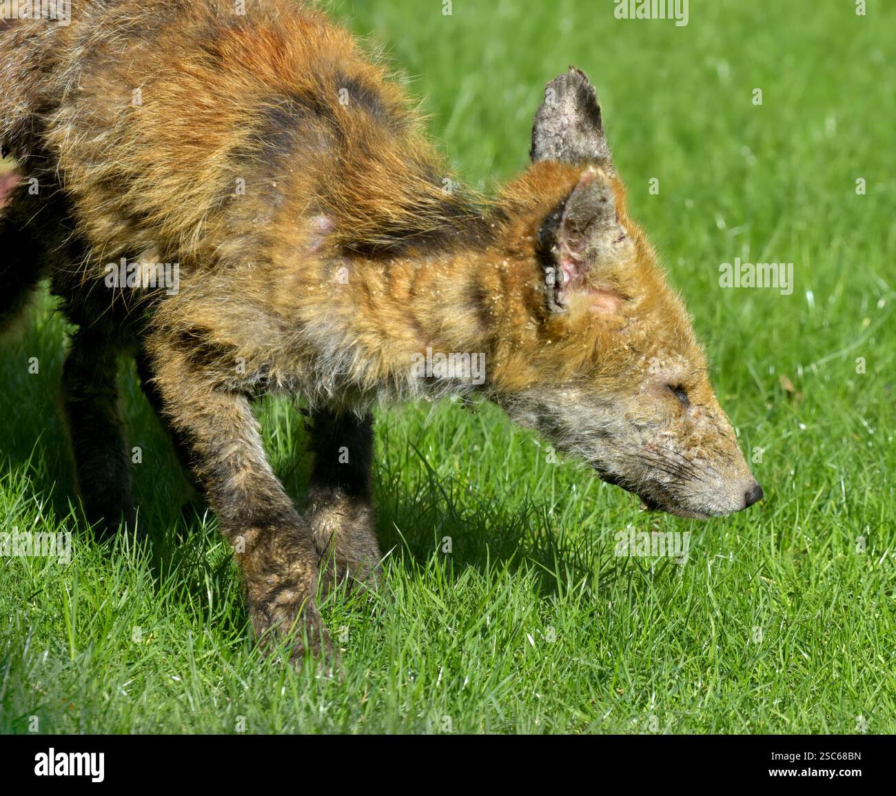 Fox mange hi-res stock photography and images - Alamy