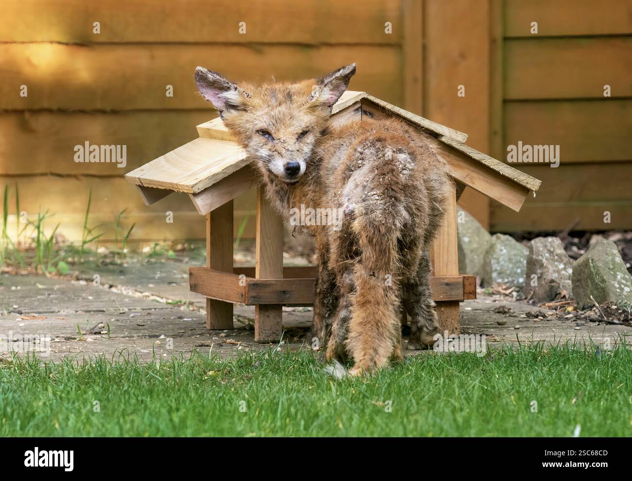 Very unwell Red Fox covered in mange with a jaw injury in garden ...