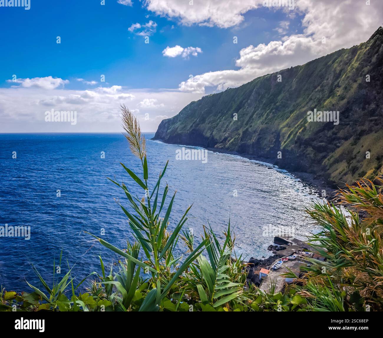 Giant reeds in the wind with a stunning panoramic view of Azores ...
