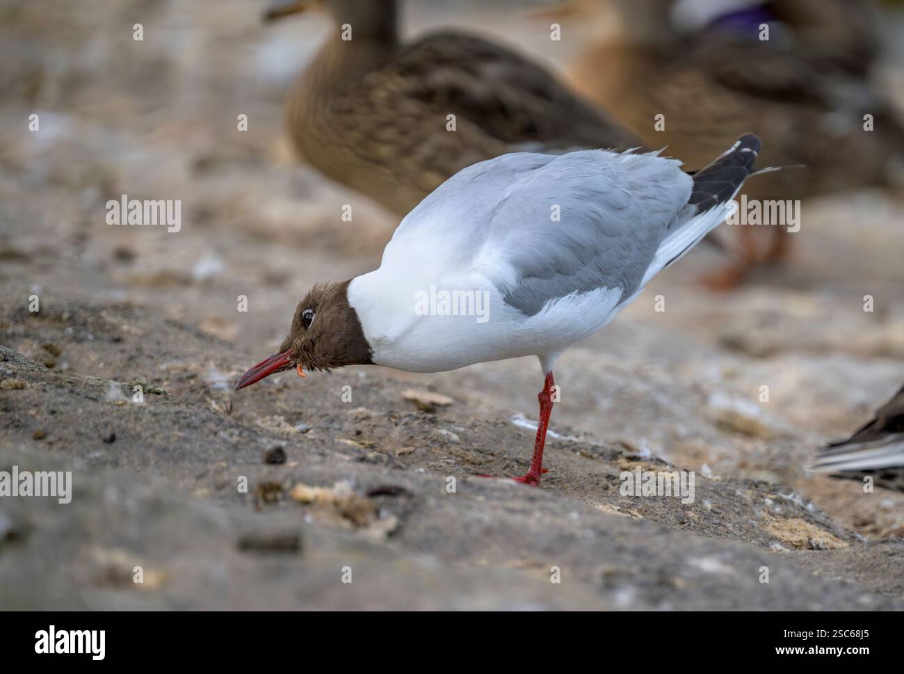 Gull with tongue poking through hi-res stock photography and images - Alamy