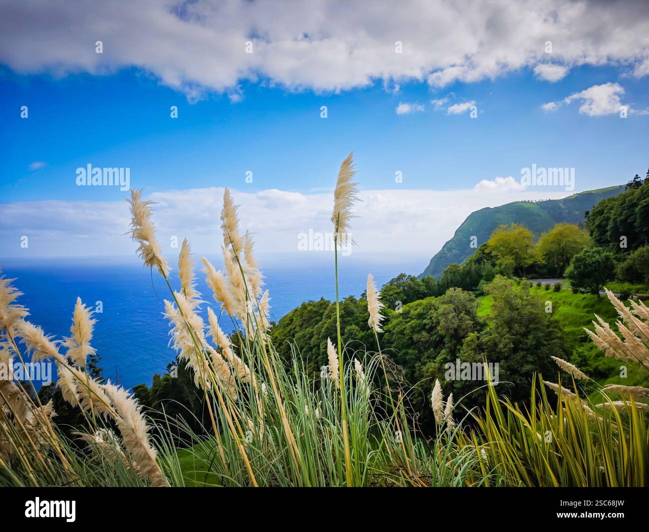 Giant reeds in the wind with a stunning panoramic view of Azores ...