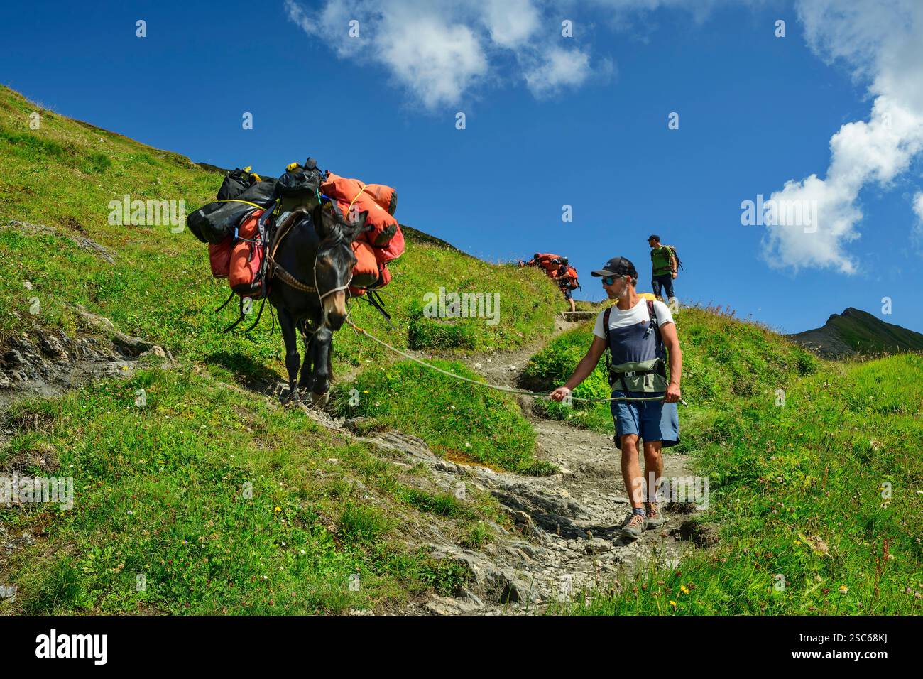 Fully loaded mule being led downhill, Val Ferret, Tour du Mont Blanc ...