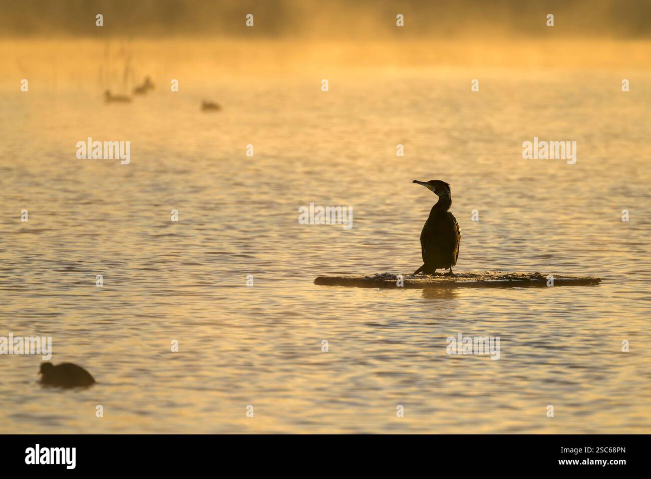 Sunlit Cormorant standing on frosty log on lake with mist rising in the ...