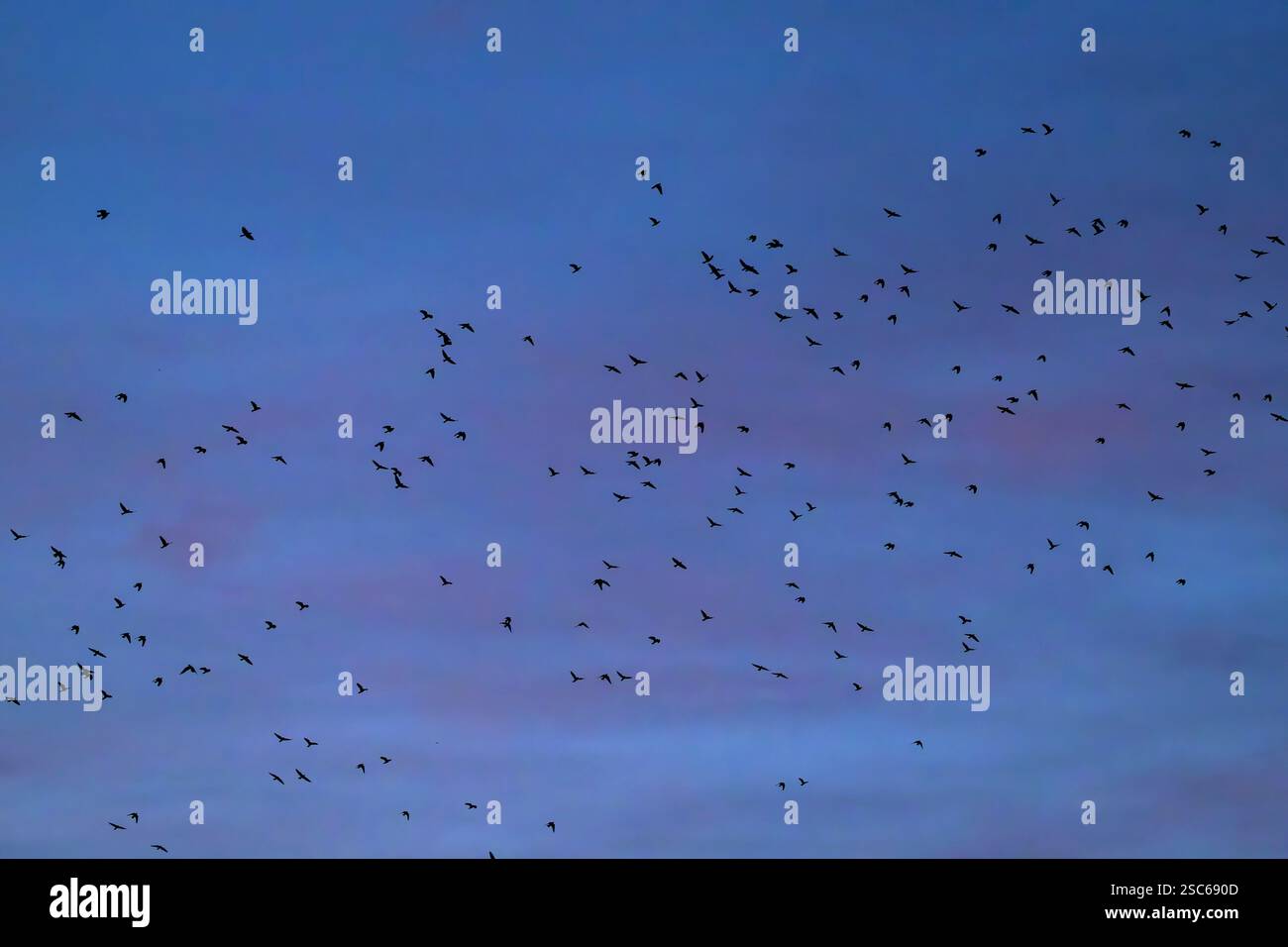 Hundreds of noisy Crows or Rooks flying up and circling before sunrise ...