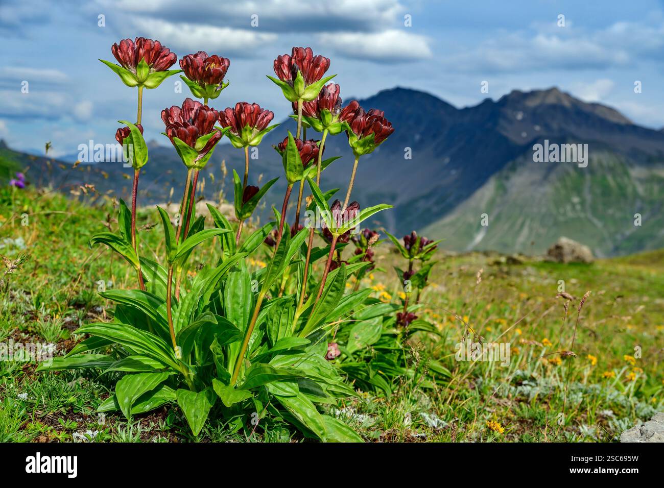 Dark red flowering purple gentian, Gentiana purpurea, Tour du Mont ...