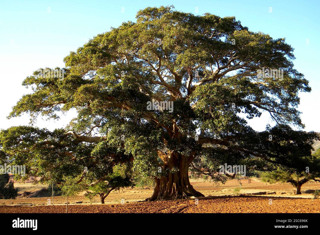 Ethiopian tree hi-res stock photography and images - Alamy