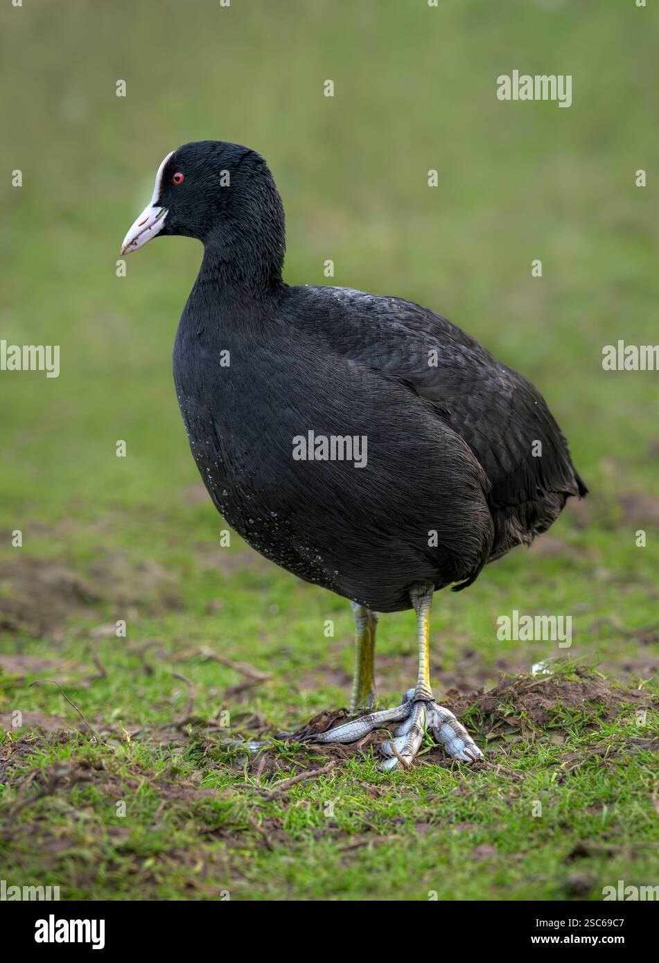 Large waterbirds hi-res stock photography and images - Alamy