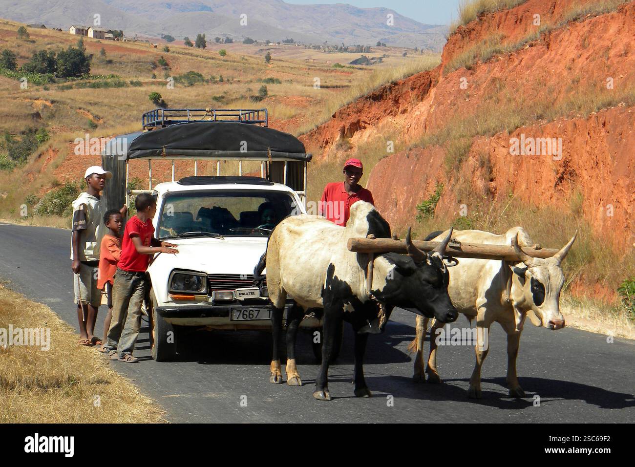 Madagascar. Antananarivo. Zebu Rescuing A Car Stock Photo - Alamy