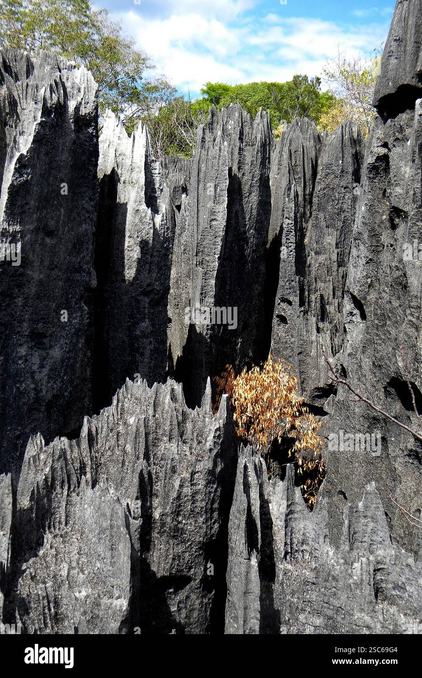 Madagascar. Bemaraha Natural Reserve. Tsingy Stock Photo - Alamy