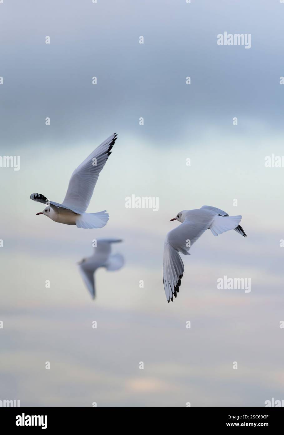 Black headed gulls in flight just before sunset, UK Stock Photo - Alamy