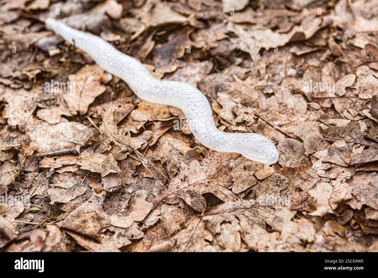 Freezing to death snake hi-res stock photography and images - Alamy