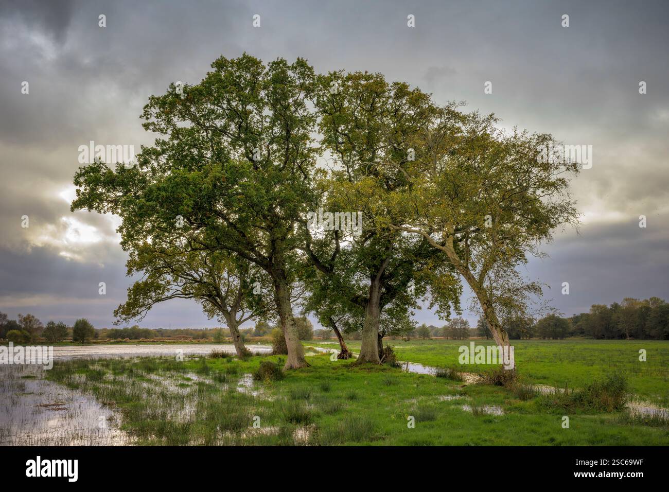 Leaning old Beech trees growing on the Somerset levels on flooded ...
