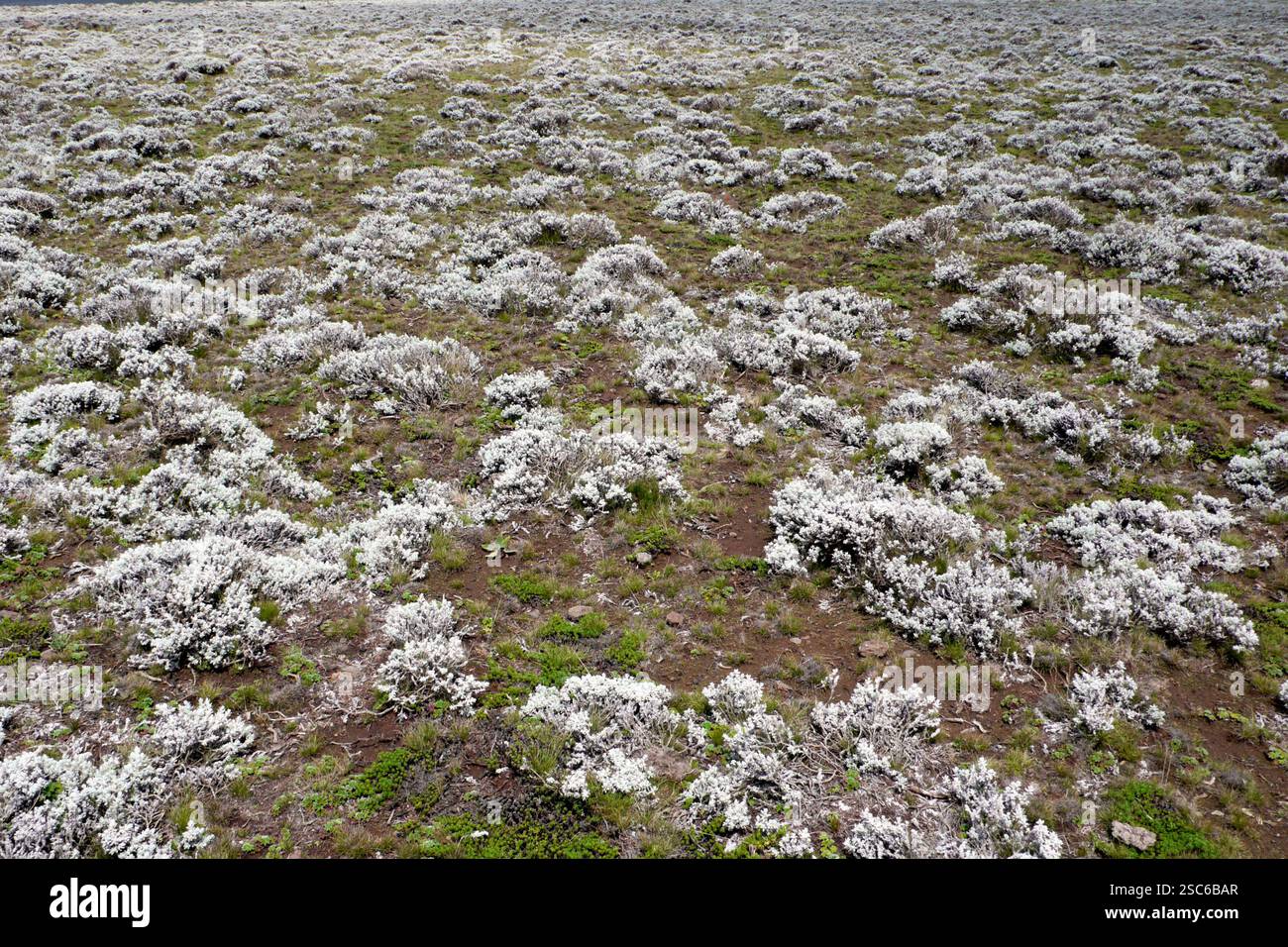 Vegetazione Dell'Altipiano (Altipiano Del Bale Stock Photo - Alamy