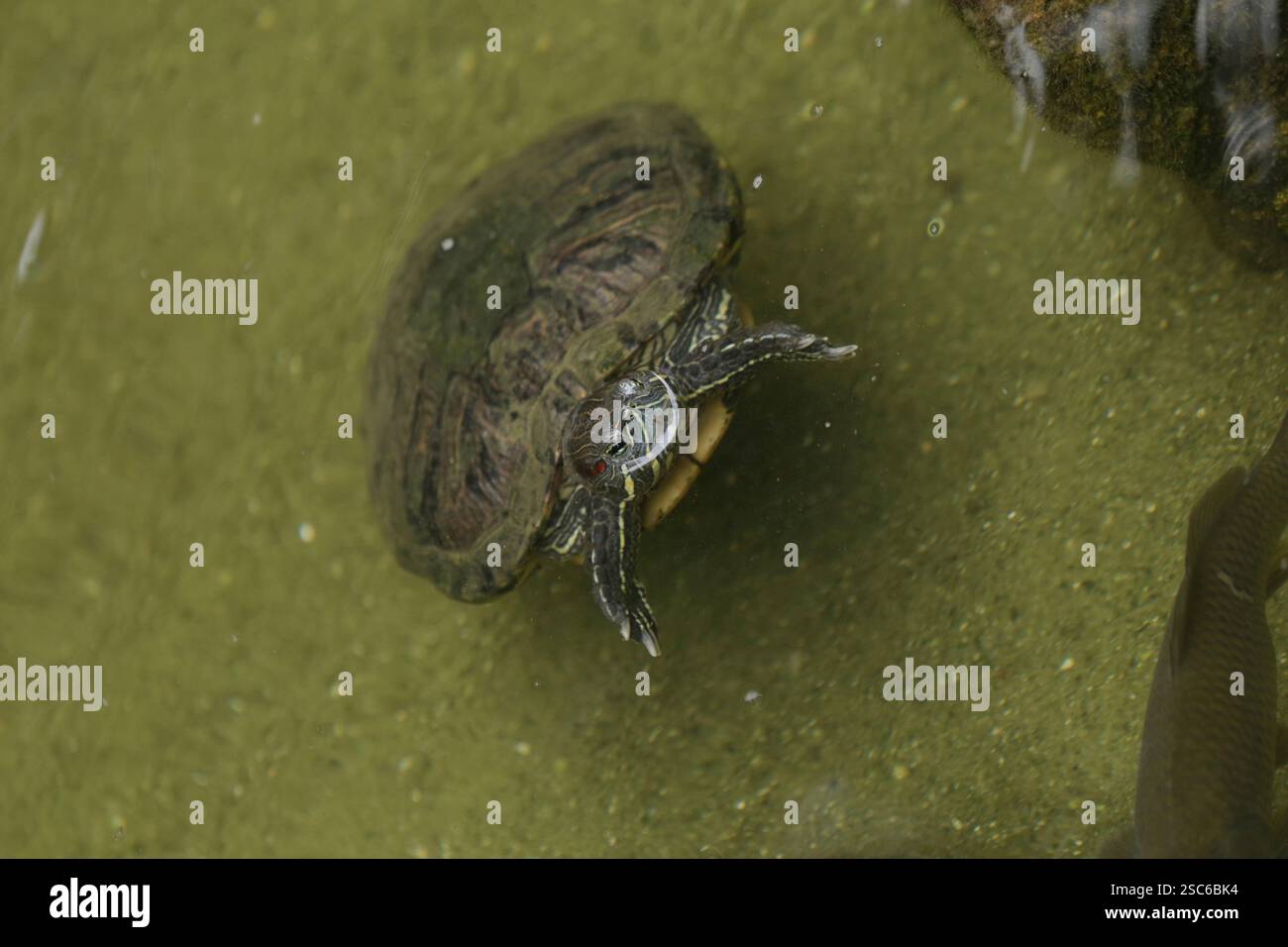 Turtle in the water. Red-eared slider swimming in the water in the ...