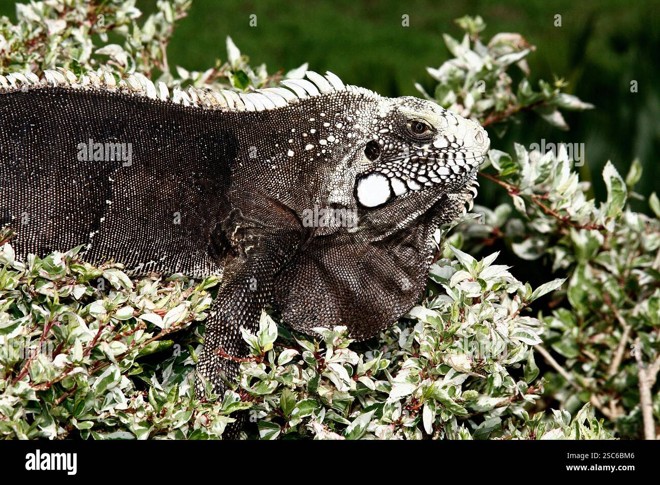 Iguana is a genus of omnivorous lizards native to tropical areas of ...