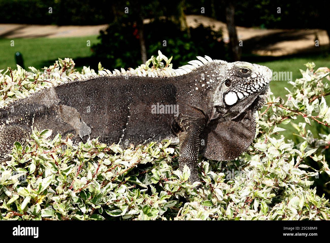 Iguana is a genus of omnivorous lizards native to tropical areas of ...